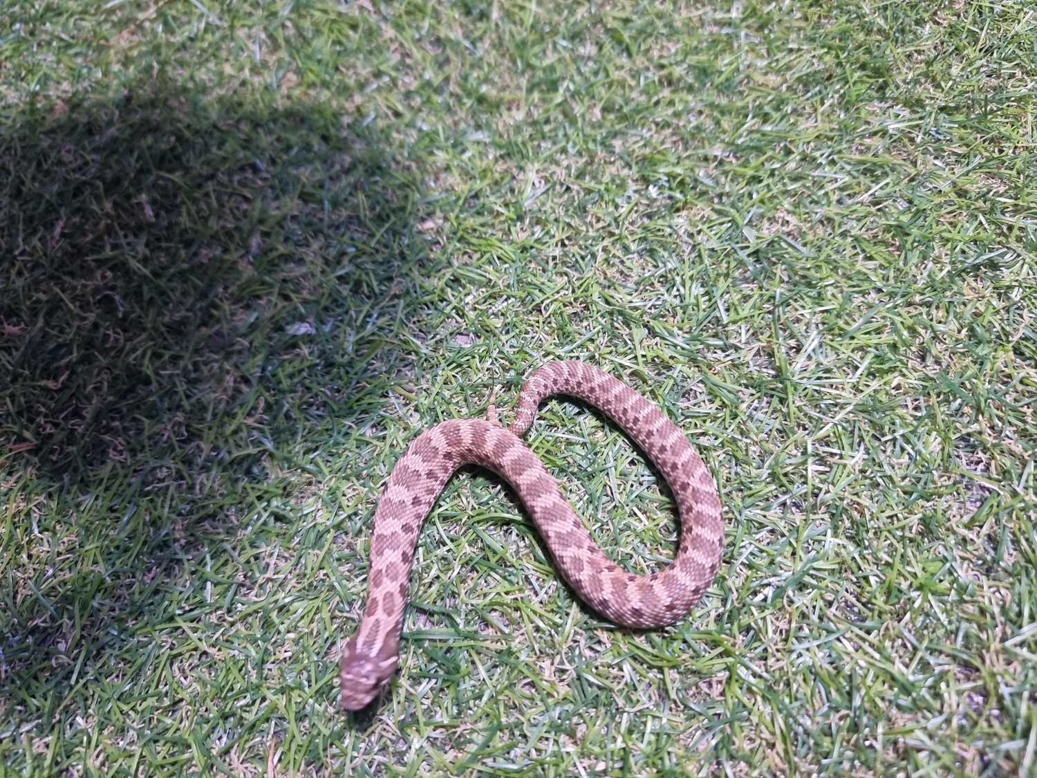 Normal 66% Sable, Ghost 50% Caramel Western Hognose by Ridgeway Exotics ...