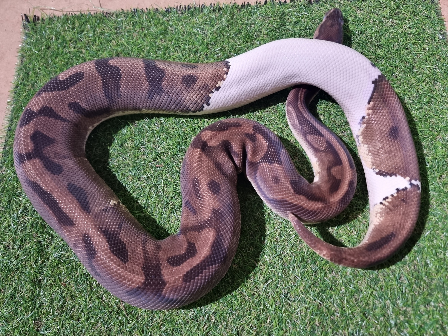 Pied Ball Python by Ridgeway Exotics - MorphMarket