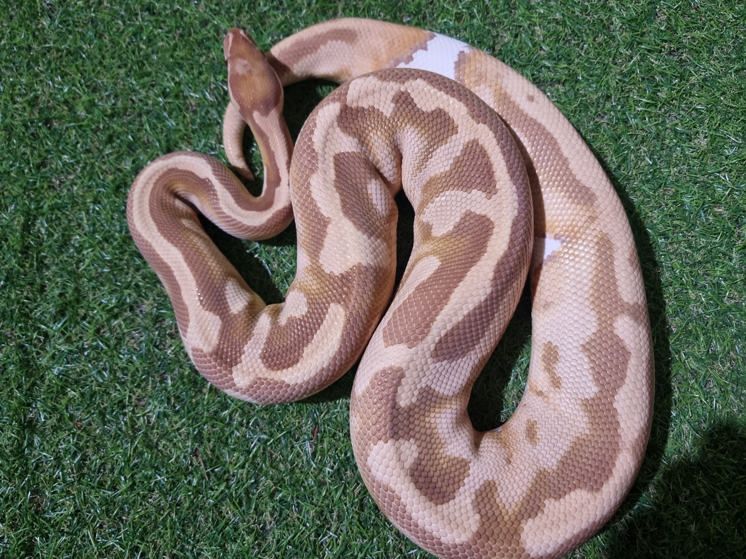 Ultramel Pied Ball Python by Ridgeway Exotics - MorphMarket