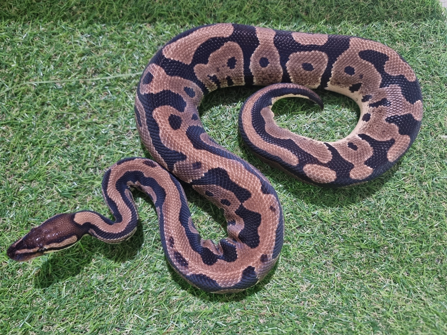 Leopard DH Clown Pied Ball Python by Ridgeway Exotics - MorphMarket