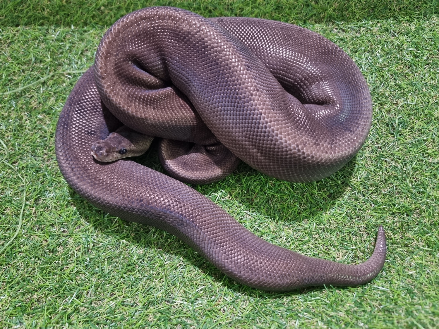 Super Black Pastel Het Albino Ball Python by Ridgeway Exotics - MorphMarket