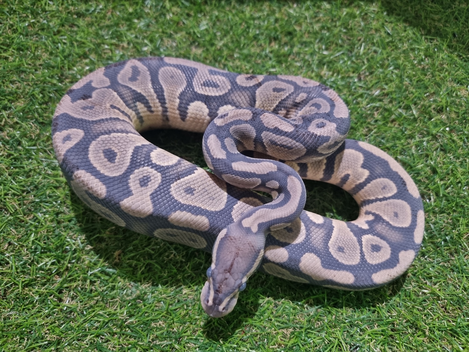 Ghost Het Pied Ball Python by Ridgeway Exotics - MorphMarket
