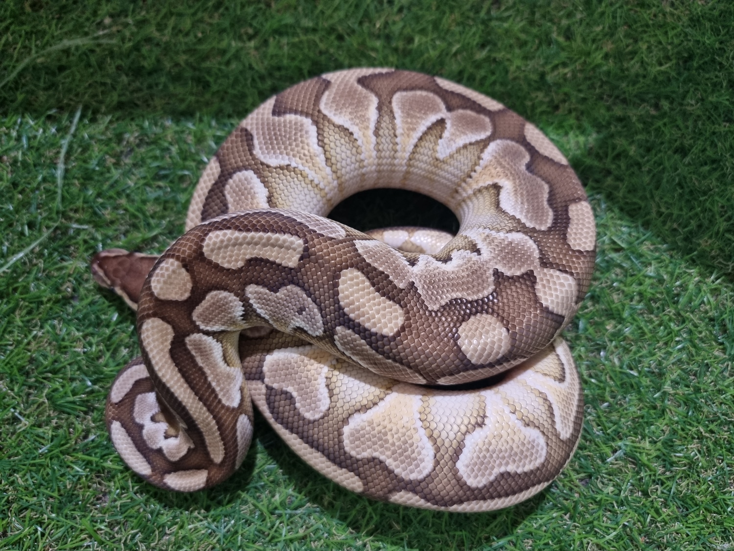 Lesser Dh Albino Clown Ball Python by Ridgeway Exotics - MorphMarket