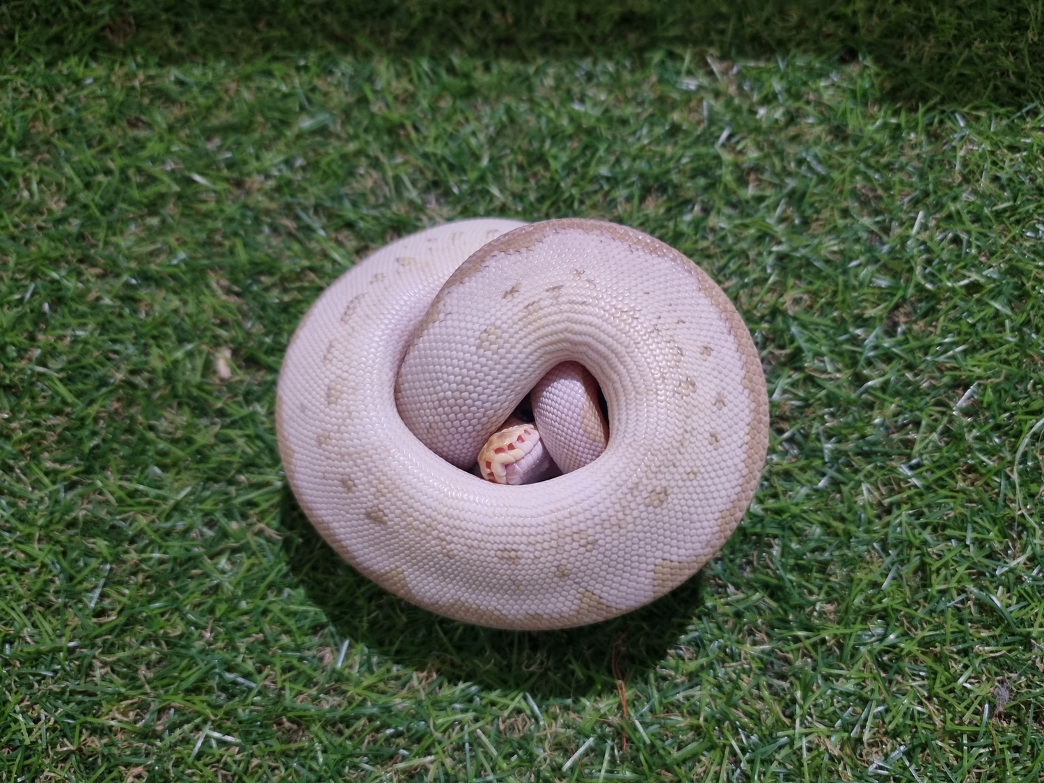 Bamboo Fire Clown Ball Python by Ridgeway Exotics - MorphMarket