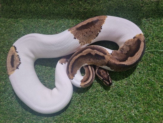 Yellowbelly Pied Ball Python by Ridgeway Exotics