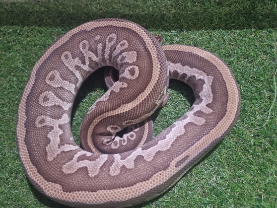 Leopard Lesser Het Pied Ball Python by Ridgeway Exotics