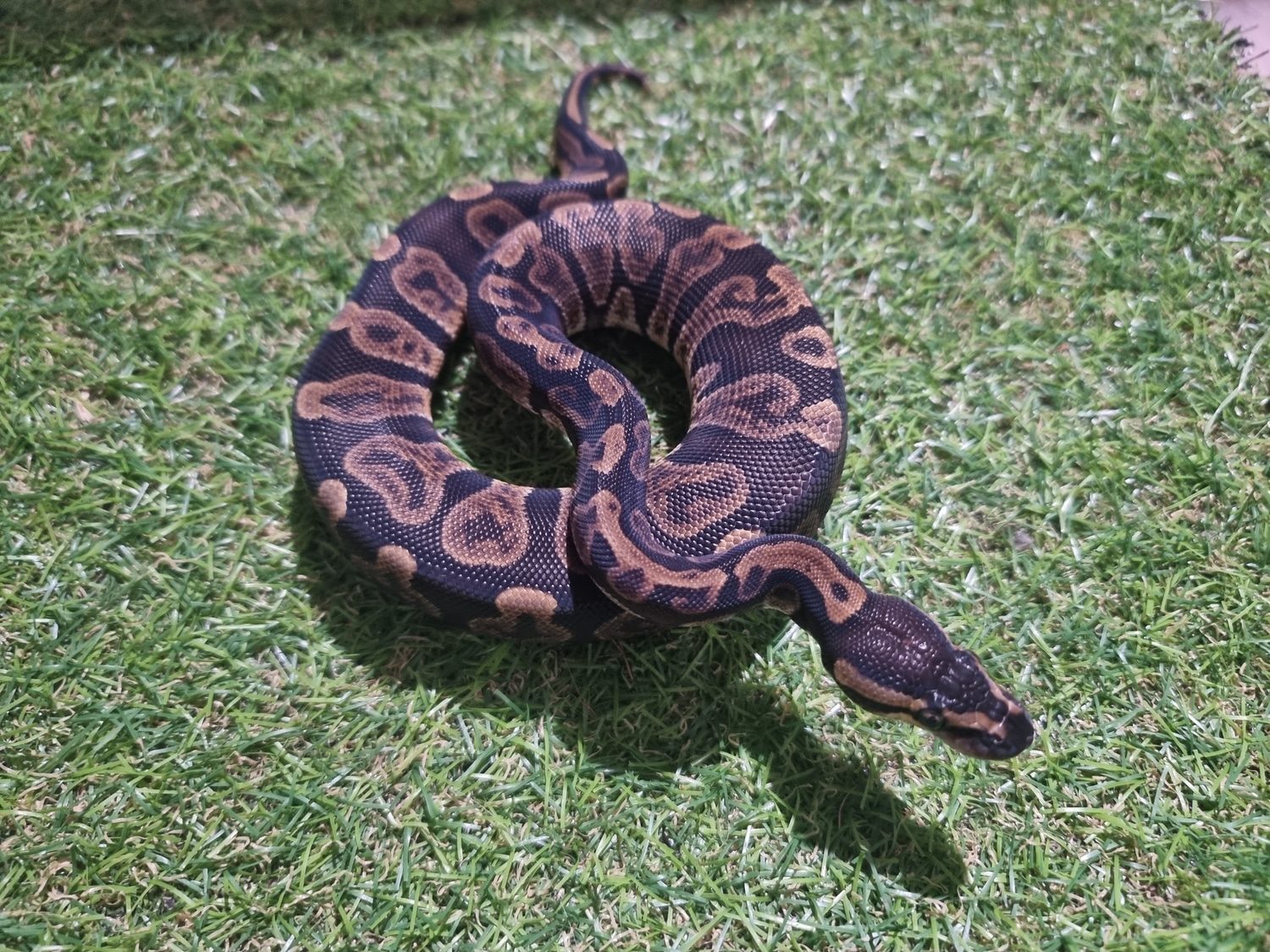 GHI Het Pied Ball Python by Ridgeway Exotics - MorphMarket