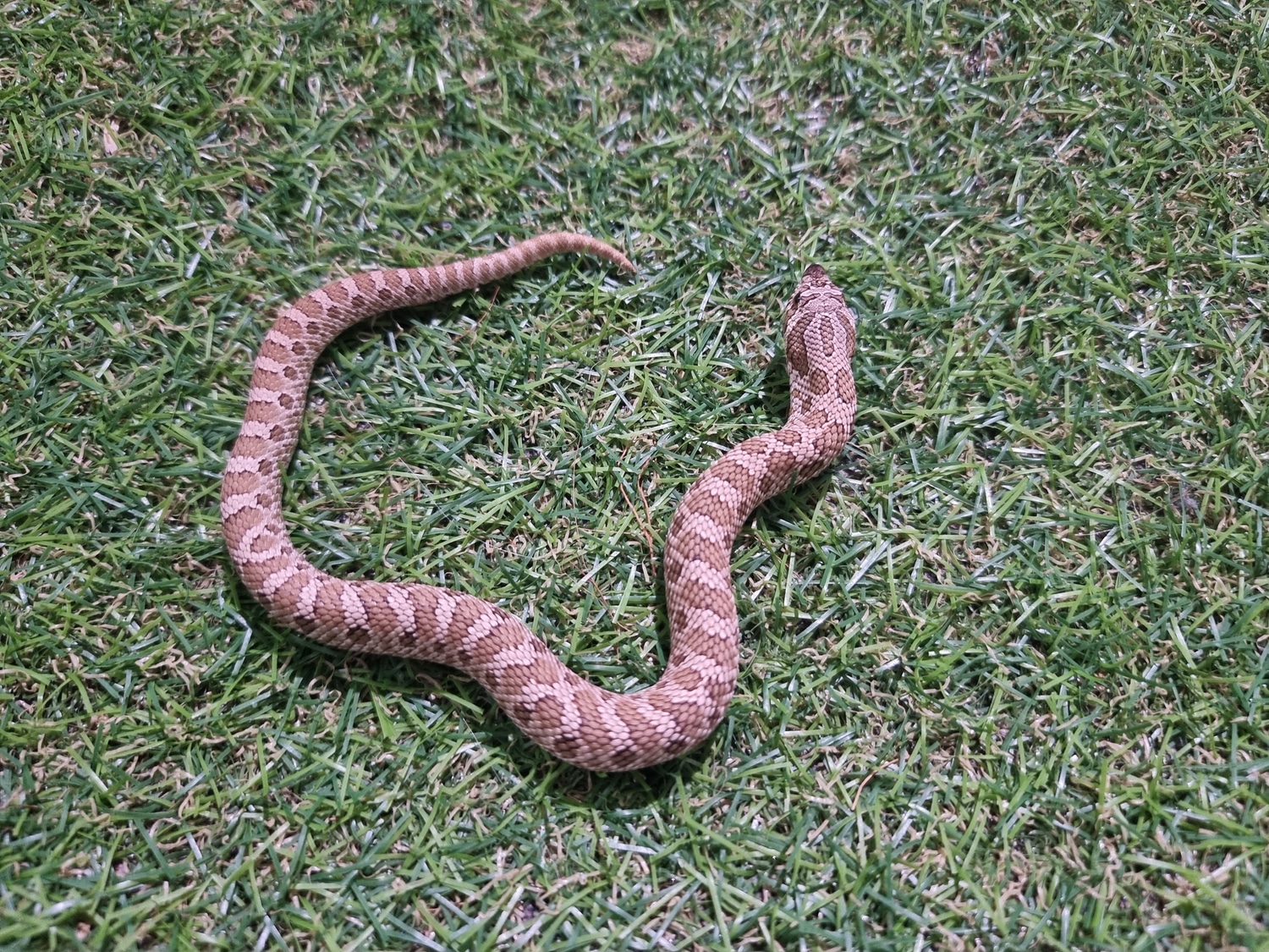 Normal Het Frosted 66% Het Sable Western Hognose by Ridgeway Exotics ...