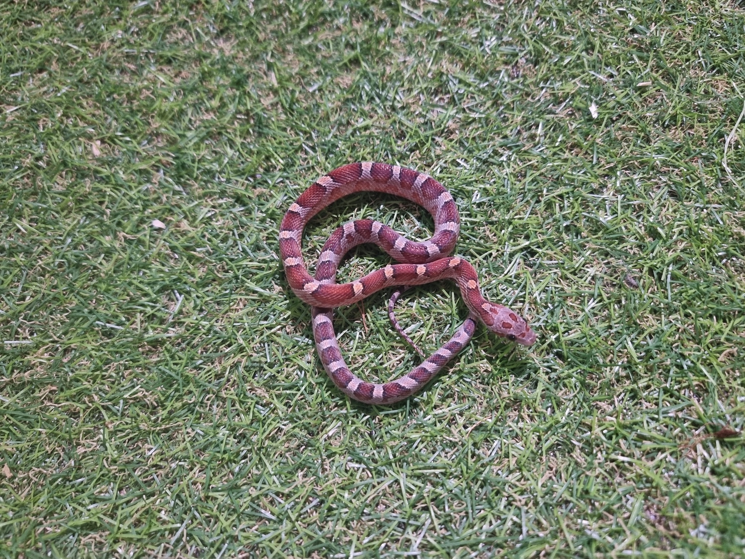 Diffused Corn Snake by Ridgeway Exotics - MorphMarket