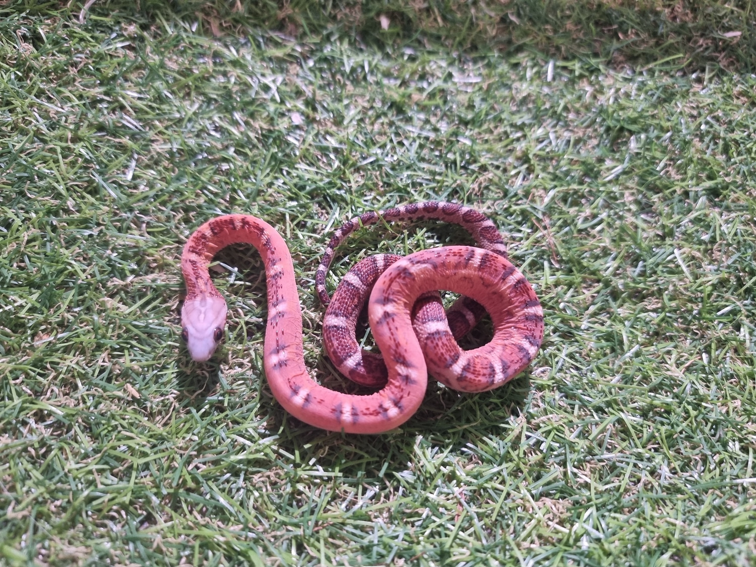 Normal Scaleless Corn Snake by Ridgeway Exotics - MorphMarket