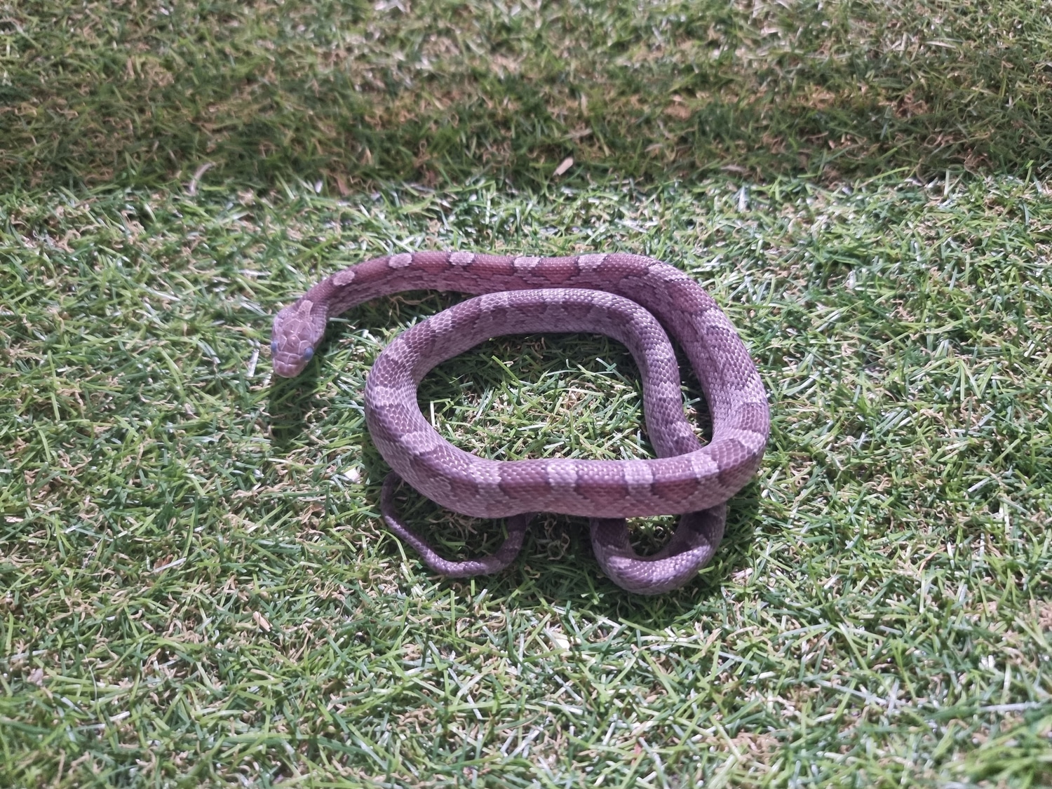 Granite Corn Snake by Ridgeway Exotics - MorphMarket