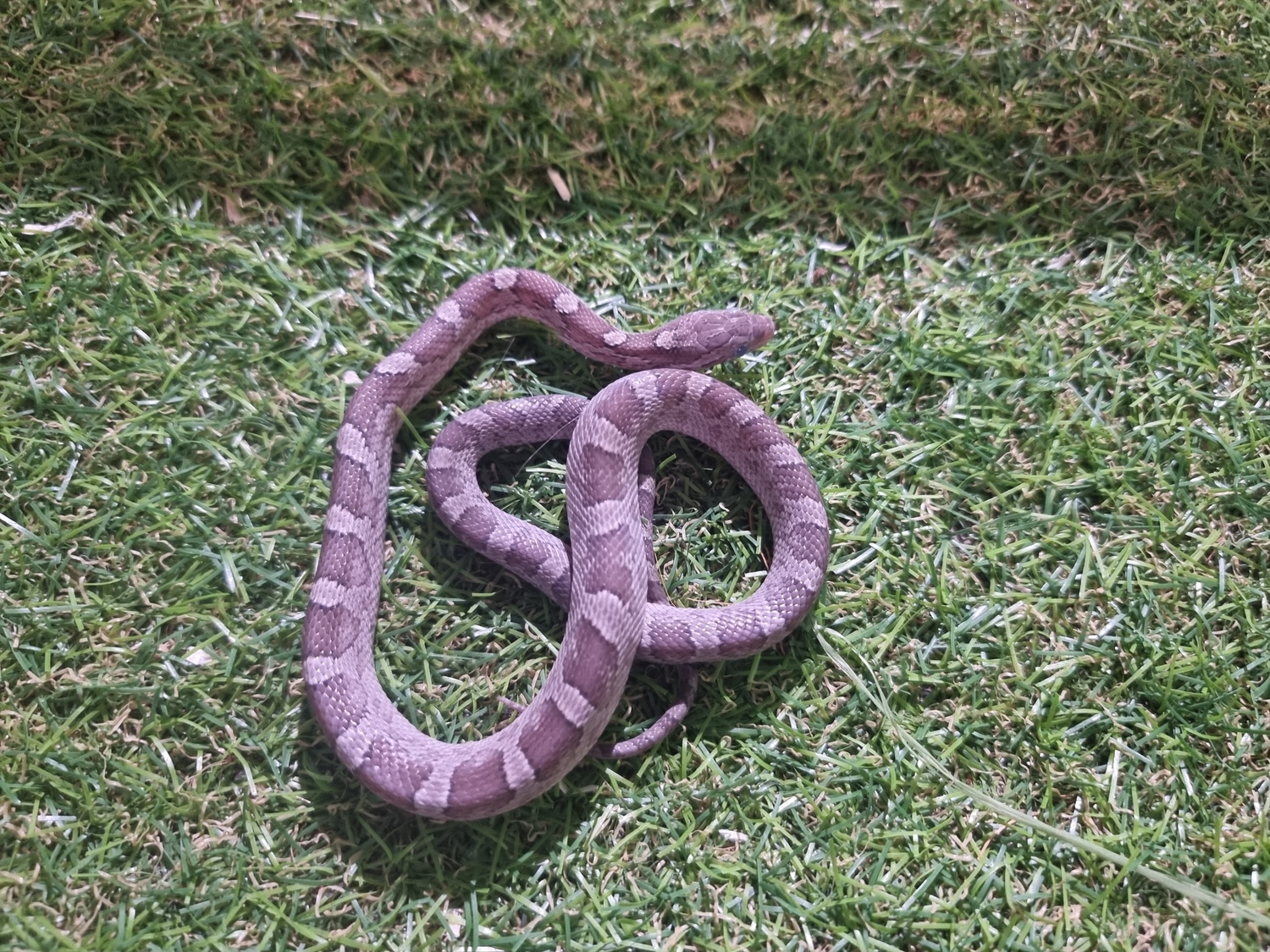 Granite Corn Snake by Ridgeway Exotics - MorphMarket