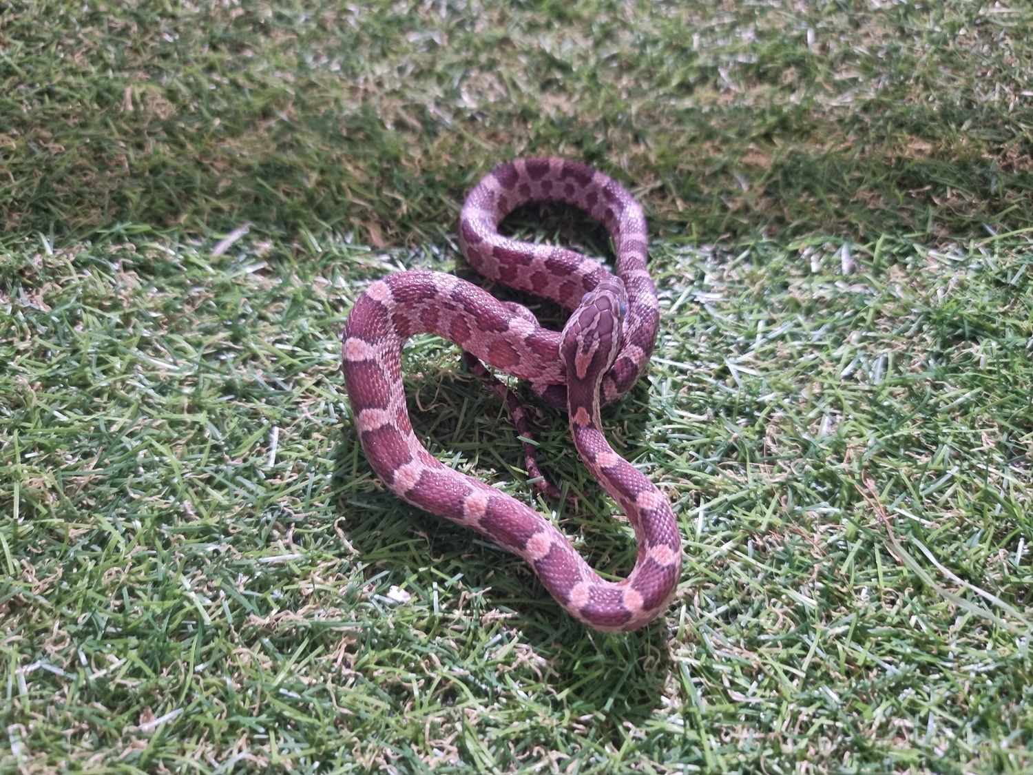 Normal Corn Snake by Ridgeway Exotics - MorphMarket