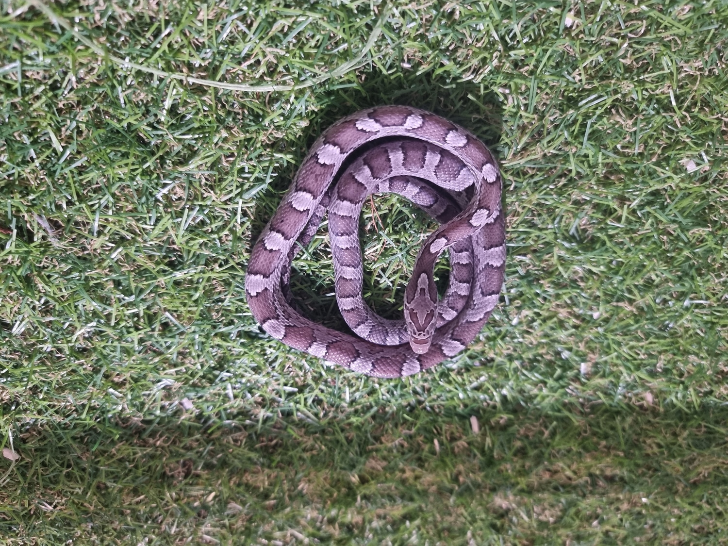 Granite Corn Snake by Ridgeway Exotics - MorphMarket