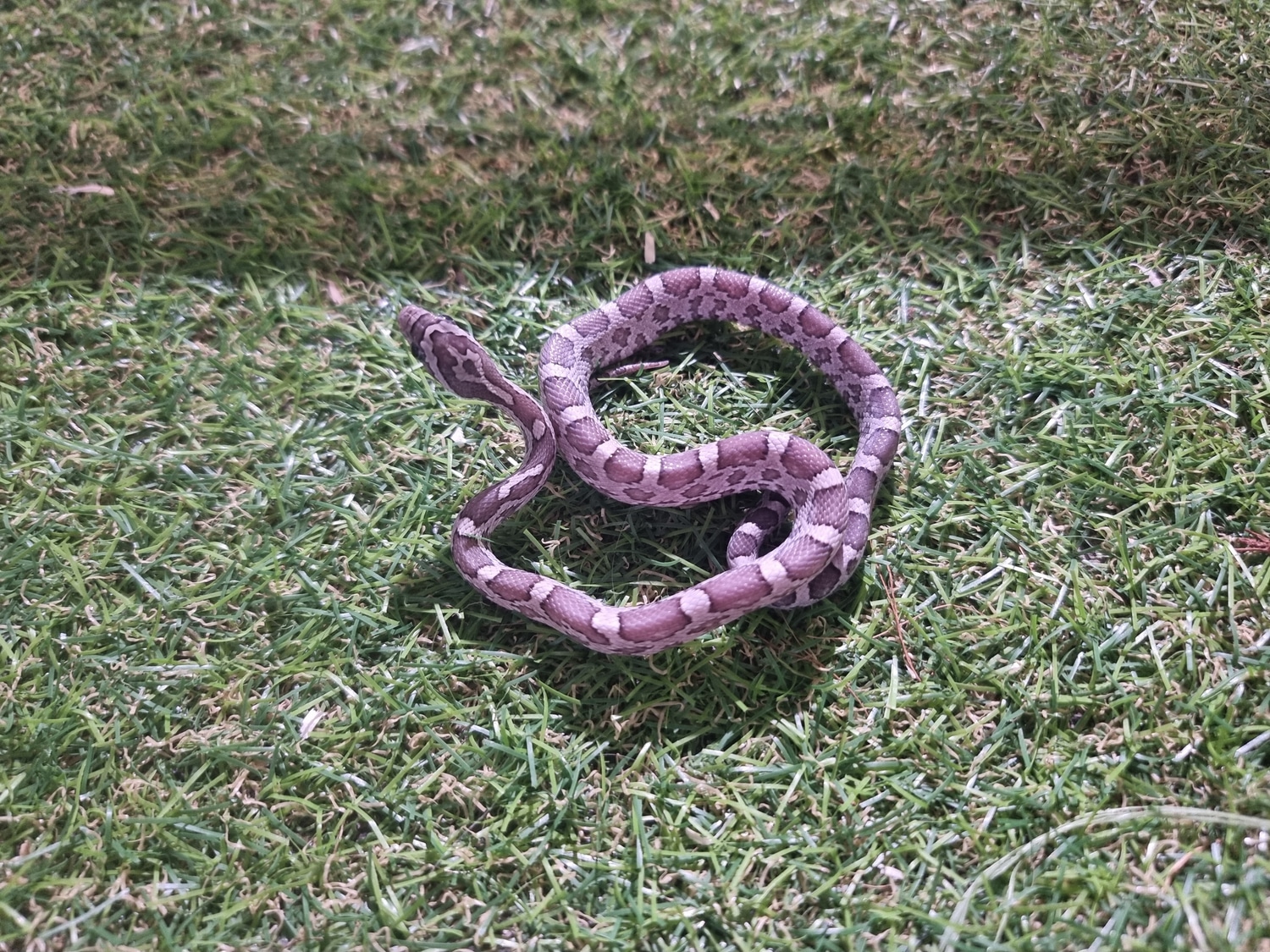 Anery Corn Snake by Ridgeway Exotics - MorphMarket