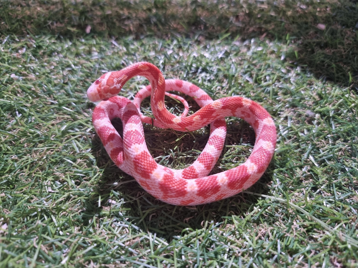 Amel Corn Snake by Ridgeway Exotics - MorphMarket