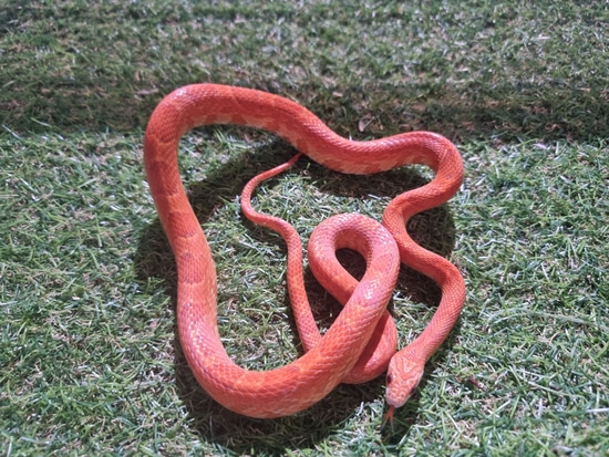 Hypo Sunkissed Corn Snake by Ridgeway Exotics