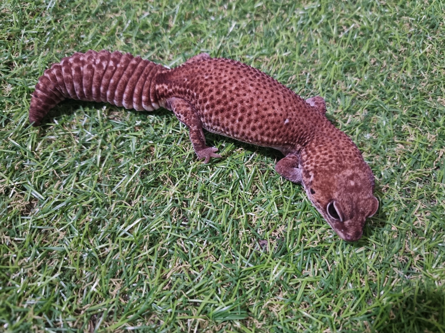 Patternless African Fat-Tailed Gecko by Ridgeway Exotics - MorphMarket