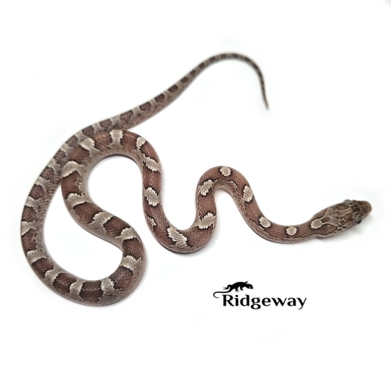 Granite Corn Snake by Ridgeway Exotics