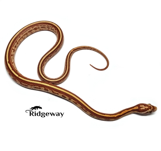 Motley Tessera Het Scaleless, Butter; 50% Het Palmetto, Ghost, Diffused ...