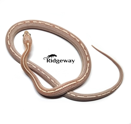 Ghost Tessera, 66% Het Scaleless, Motley, Palmetto Corn Snake by ...