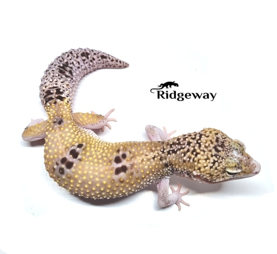 Mack Snow Eclipse Het Tremper Albino Leopard Gecko by Ridgeway Exotics