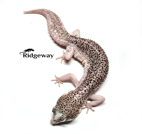 Total Eclipse, 66% Het Tremper (RAPTOR) Leopard Gecko by Ridgeway Exotics