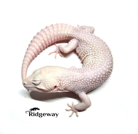 Super Ember Leopard Gecko by Ridgeway Exotics