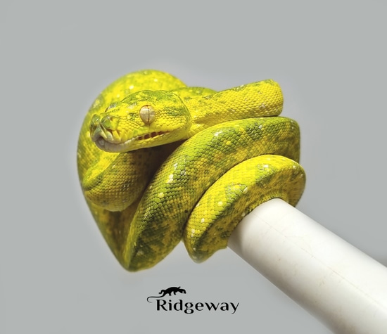 Biak Green Tree Python by Ridgeway Exotics