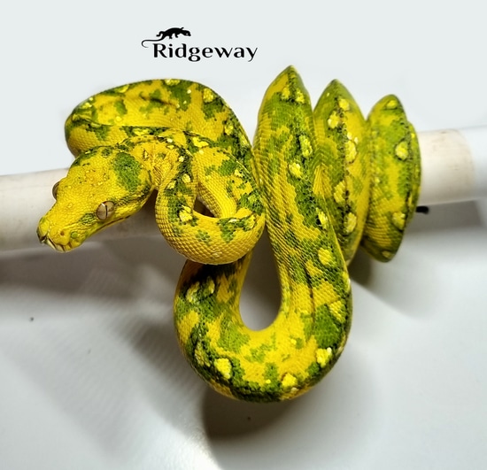 Sorong Green Tree Python by Ridgeway Exotics