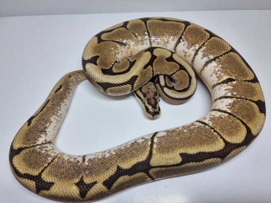 Spider Th TSK Axanthic OG Pied Ball Python by Ridgeway Exotics