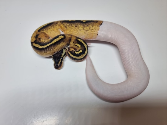 Pastel Pied 66% Het Burgundy Ball Python by Ridgeway Exotics