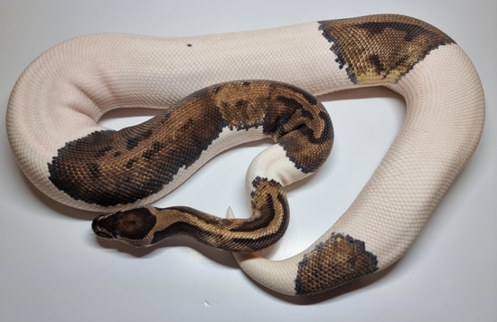 Fire Pied Ball Python by Ridgeway Exotics