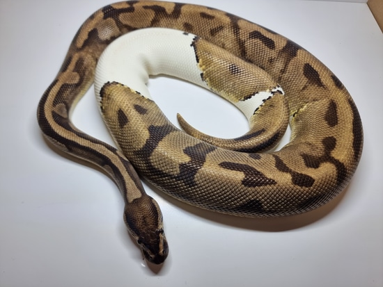 Pied Ball Python by Ridgeway Exotics