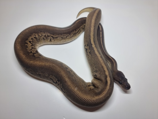 Black Pastel Pastel YB Mahogany Ball Python by Ridgeway Exotics
