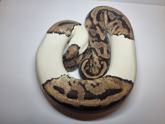 Pied Ball Python by Ridgeway Exotics