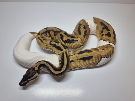 Pied Pos Leopard Het TSK Axanthic Ball Python by Ridgeway Exotics