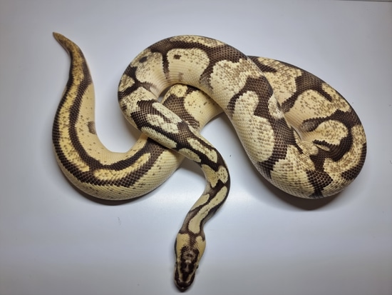 Pastel Enchi Ball Python by Ridgeway Exotics
