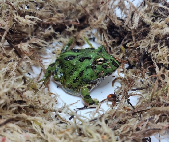 Samurai Blue Pacman Frog by Ridgeway Exotics