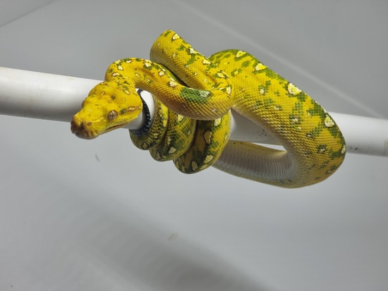 Red Biak Green Tree Python by Ridgeway Exotics