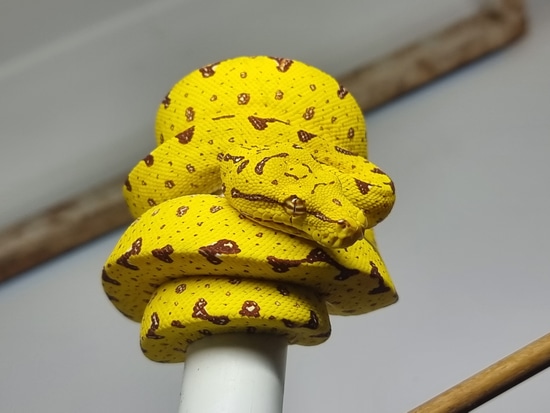 Biak Green Tree Python by Ridgeway Exotics