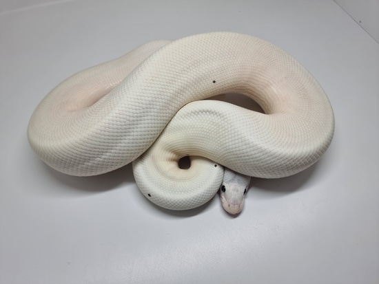 Spotnose Pied Ball Python by Ridgeway Exotics