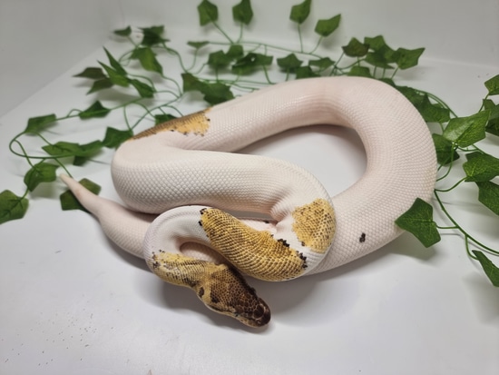Lemonblast OD Pied Ball Python by Ridgeway Exotics