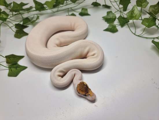 Black Pewter Special Pied Pos Super Pastel YB Ball Python by Ridgeway Exotics