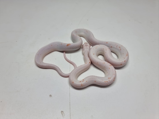 Amel Palmetto, Het Scaleless & Amber Corn Snake by Ridgeway Exotics