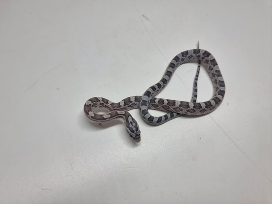 Blue Corn Snake by Ridgeway Exotics