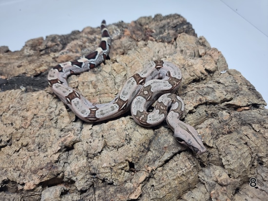 Suriname Red-Tailed Boa True Red-Tailed Boa Constrictor by Ridgeway Exotics