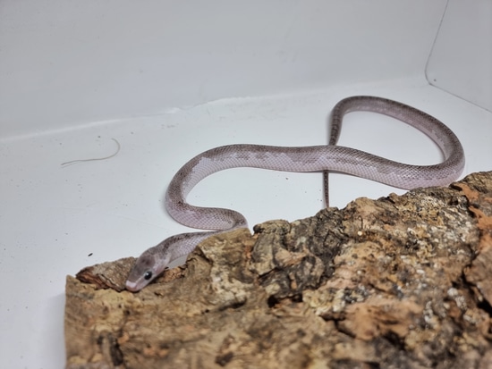 Pied Texas Rat Other Rat Snake by Ridgeway Exotics