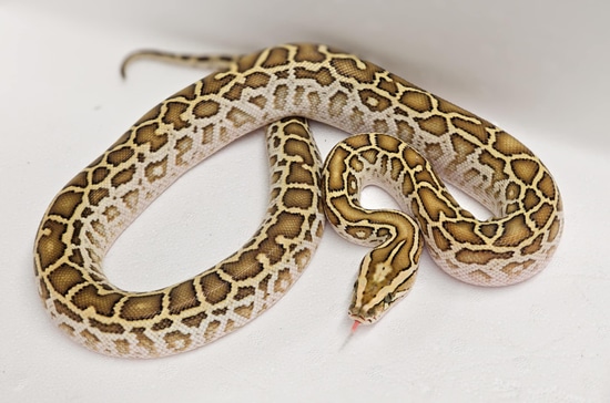 Hypo Het Albino, Caramel, Labyrinth & Pied Burmese Python by Ridgeway ...