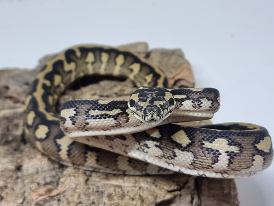 Caramel Coastal Carpet Python by Ridgeway Exotics